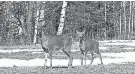 Rules and quotas set for Wisconsin’s 2024 deer hunting seasons - PressReader