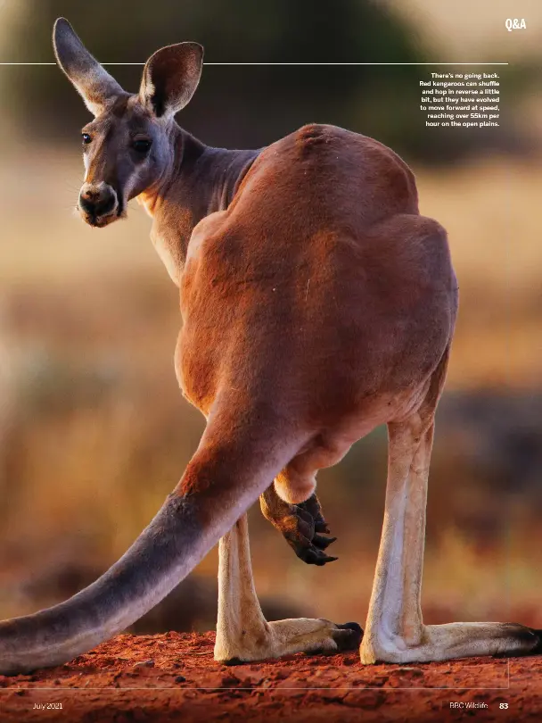 Can a kangaroo walk backwards? - PressReader