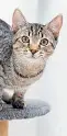 Programme helps owners desex cats - PressReader