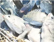 Produção de peixe pode ser duplicada - PressReader