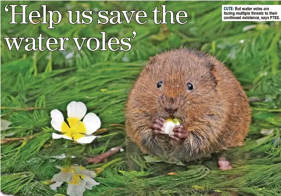 ‘Help us save the water voles’ - PressReader