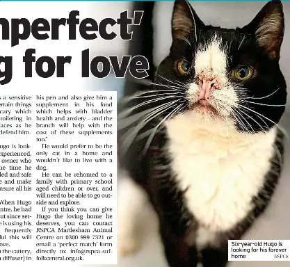 ‘Perfectly imperfect’ Hugo looking for love - PressReader