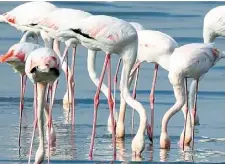 Flamingos threatened by rising lakes - PressReader