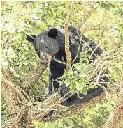 Florida black-bear hunt exposes emotional divisions among animal-rights ...