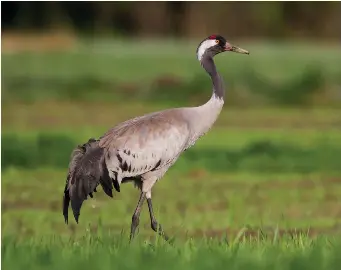 Basic Principles - PressReader