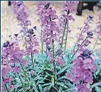 ASK DIARMUID - PressReader