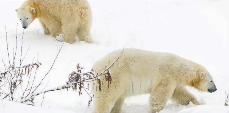 Polar bear habitat continuing to fundraise for enclosure - PressReader