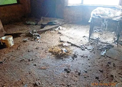 Animal ban for woman from court after RSPCA rescue neglected pets - PressReader