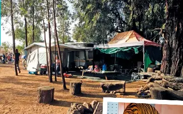 Hard life for Panjo the tiger - PressReader