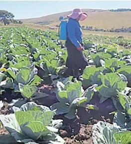 Youths embark on cabbage farming to better their lives - PressReader
