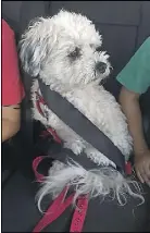 Bond of never-ending love - PressReader