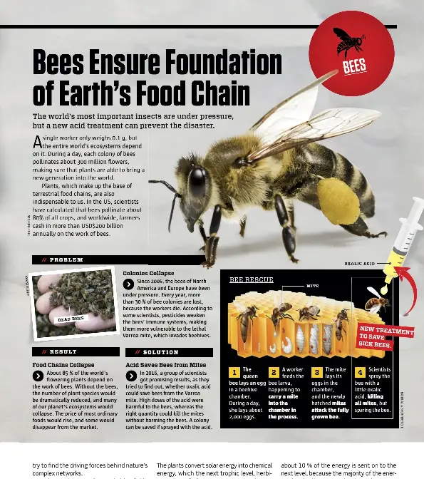 Bees Ensure Foundation of Earth’s Food Chain - PressReader