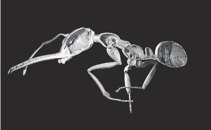 The meek really did inherit the Earth, at least among ants - PressReader