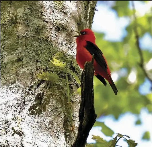 The Naturalist finds new ways to discover nature - PressReader