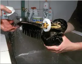 ‘The cyclone broke the hull in two, releasing its contents to air and ...