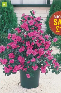 Dwarf Patio Evergreen Azaleas - PressReader