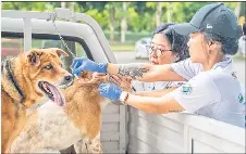 Dr Sim: Sarawak mulling licensing for pet cats to curb rabies spread - PressReader