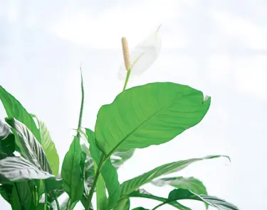 Friedensfa­hne mit Lilienduft - PressReader