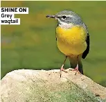 Happy blast of sun in the grey - PressReader