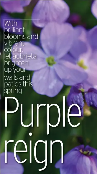 Purple reign - PressReader