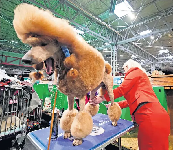 Last chance for pugs at Crufts as show introduces breathing tests ...