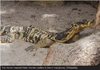 YELLOW HEADED WATER MONITOR - PressReader