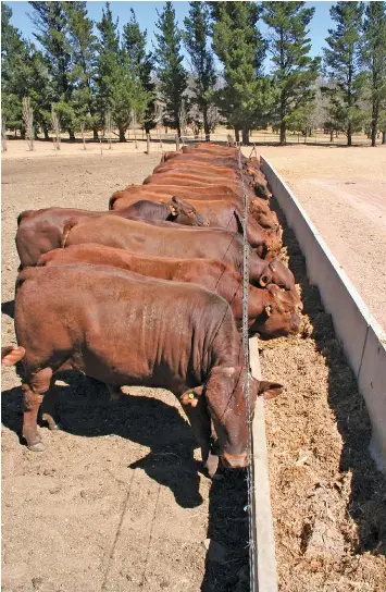 Bonsmara - PressReader