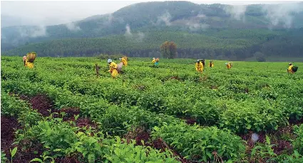 KZN urged to stop funding failing tea estate - PressReader