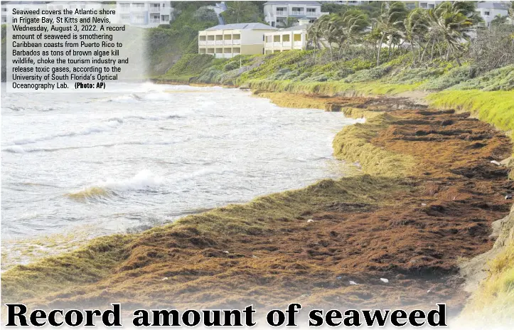 Record amount of seaweed choking shores in Caribbean - PressReader