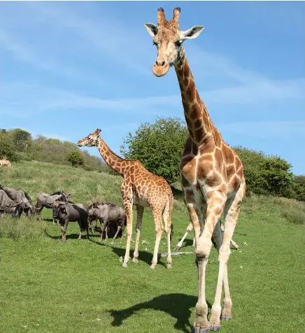 Take a walk on the wild side - PressReader