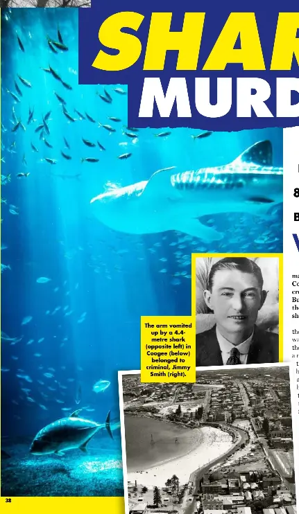 SHARK ARM MURDER MYSTERY - PressReader