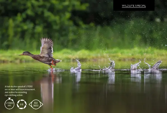 5 CAPTURE THE ACTION AT THE LAKE OR RIVER - PressReader