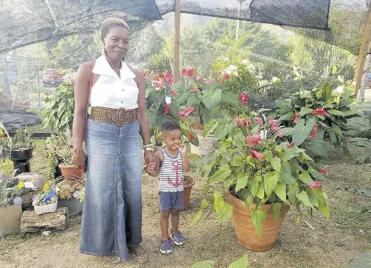 Growing and Caring for Anthuriums - PressReader