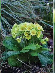 ARJAN’S TOP SPRING PLANTS - PressReader