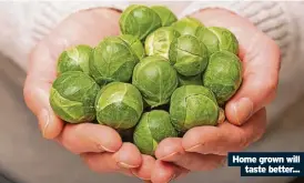 You could grow your own Brussels sprouts next year - PressReader