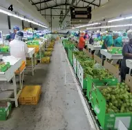 COVER ‘We don’t do anything fancy. We adapt’ – table grape contest ...