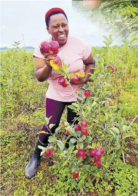 Wambugu apple takes root in Jamaica - PressReader