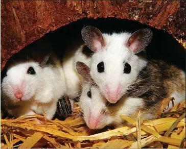 Country mice and city mice - PressReader