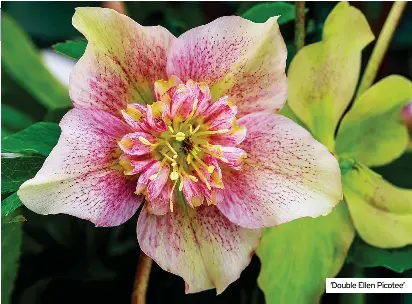 HELLES BELLES - PressReader