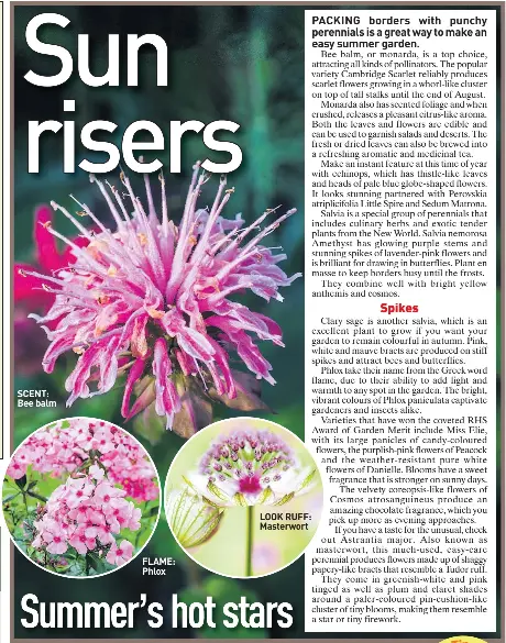 Sun risers - PressReader