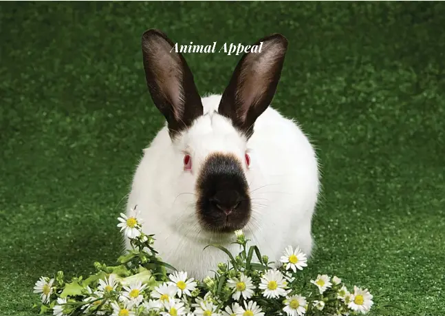 HIMALAYAN RABBITS - PressReader