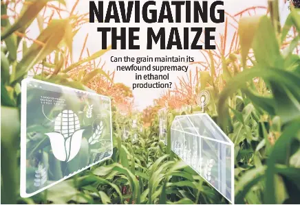 NAVIGATING THE MAIZE - PressReader