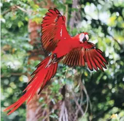 Buscan que la guara roja vuele libre en Roatán, el Lago y el río ...