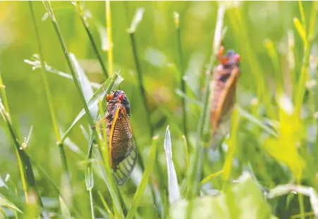 CICADAS ON (FULL) BLAST - PressReader