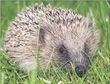 Hedgehogs and moonrats - PressReader