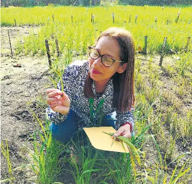 Ciencia y tecnología para robustecer cultivos de arroz - PressReader