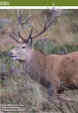 What is a 15-pointer called? - PressReader