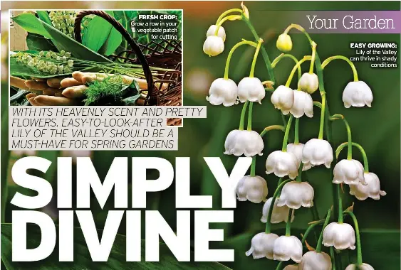 SIMPLY DIVINE - PressReader