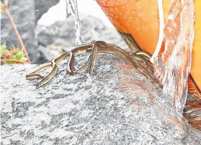 DFO redistribu­ting half of elver quota - PressReader