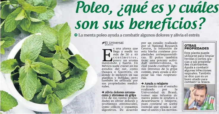 Poleo, ¿qué es y cuáles son sus beneficios? - PressReader